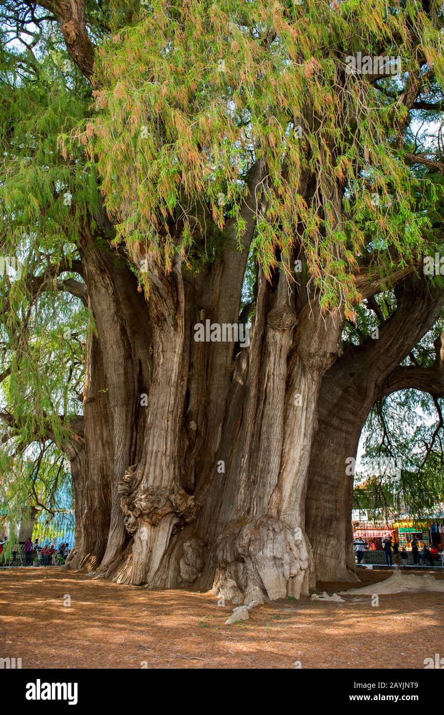 The tule tree hi-res stock photography and images - Alamy