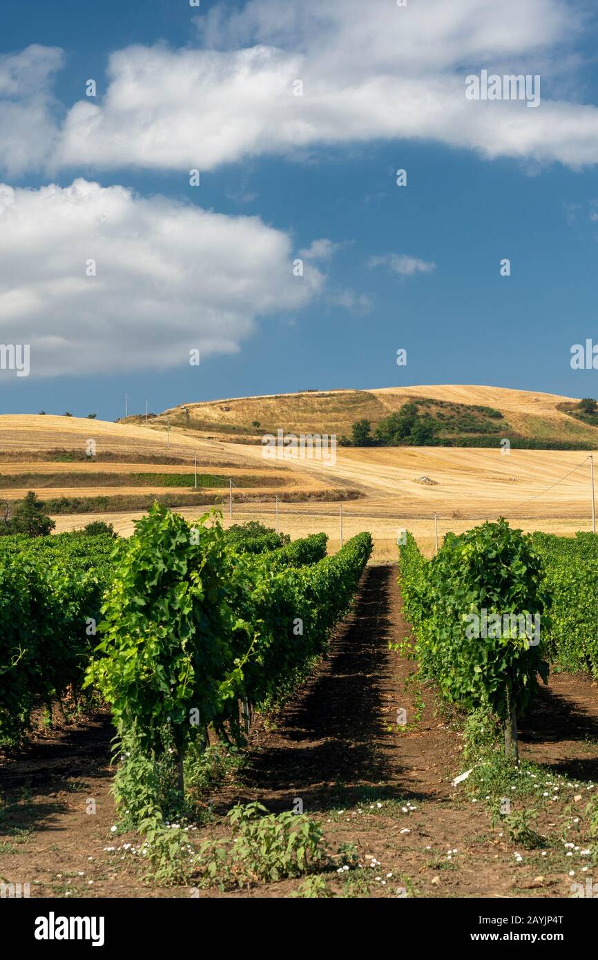 Rural landscape near Venosa, Potenza, Basilicata, Southern Italy, at ...