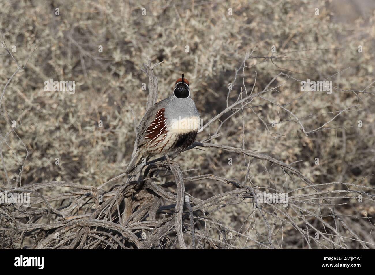 Blue scaled quail bird hi-res stock photography and images - Alamy