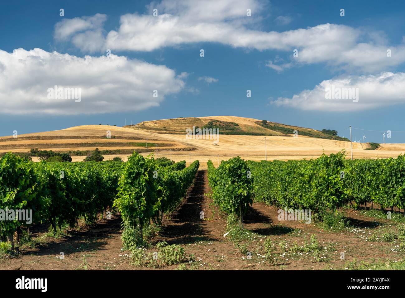 Rural landscape near Venosa, Potenza, Basilicata, Southern Italy, at ...