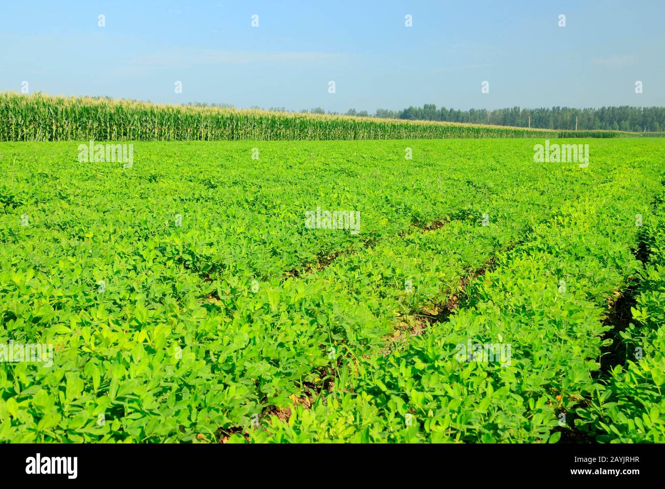 Groundnut fields hi-res stock photography and images - Alamy