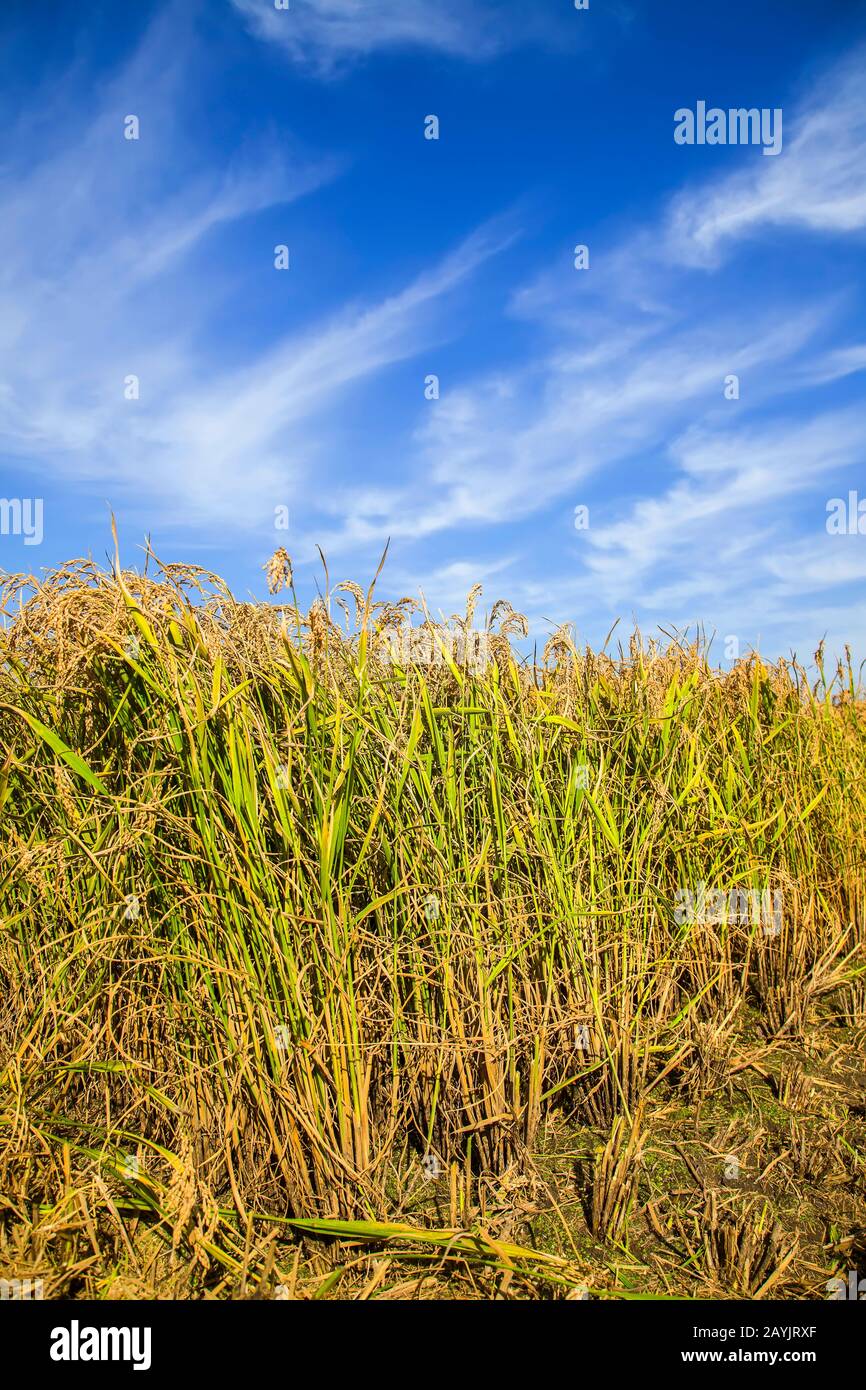 The rice in the field Stock Photo - Alamy