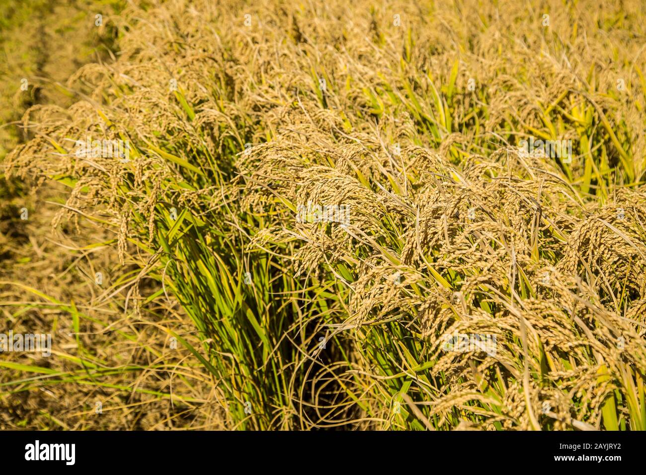 The rice in the field Stock Photo - Alamy