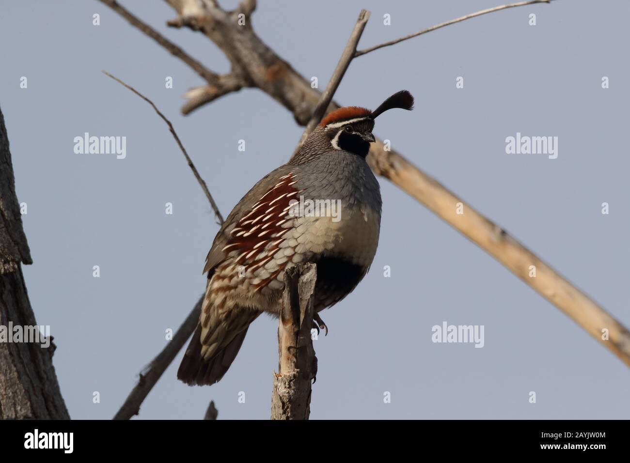Blue scaled quail bird hi-res stock photography and images - Alamy