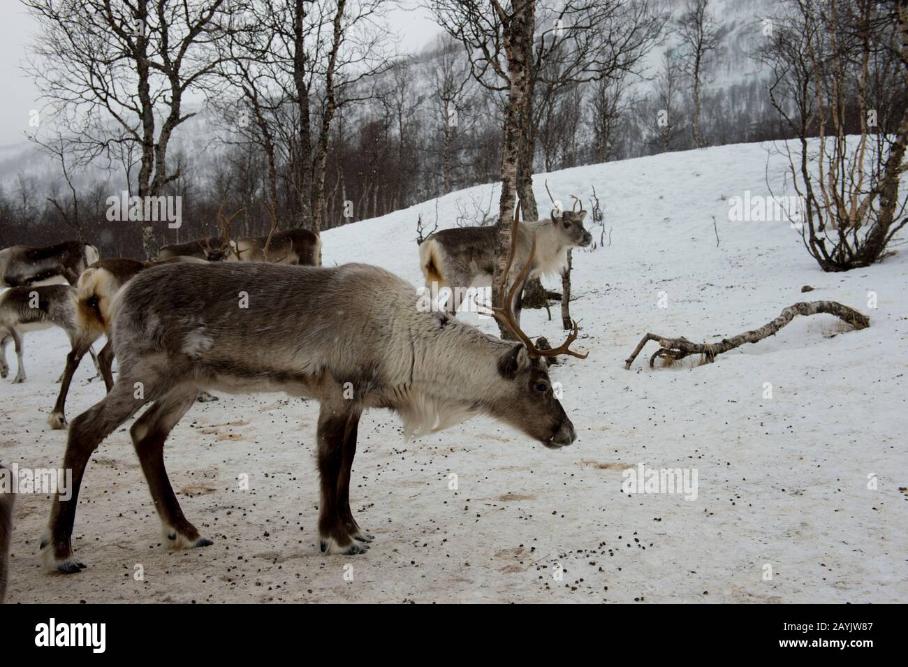 Reindeer in the snow at a wildlife park in northern Norway Stock Photo ...