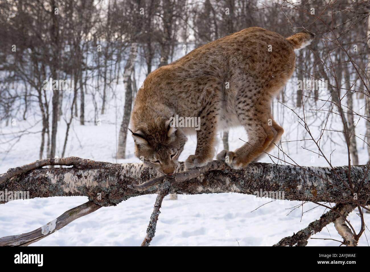 A Eurasian lynx (Lynx lynx) on a fallen tree at a wildlife park in ...