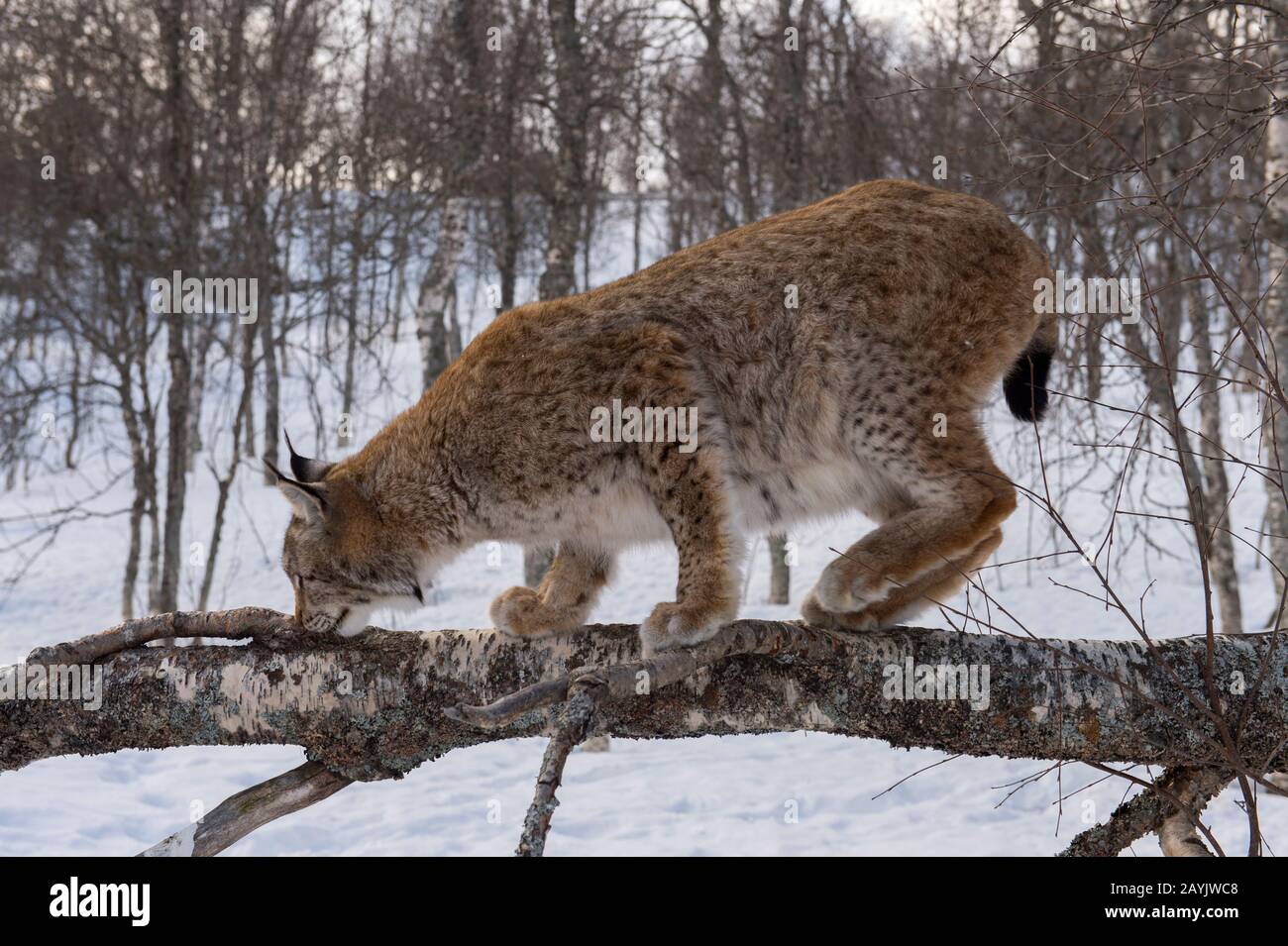 A Eurasian lynx (Lynx lynx) on a fallen tree at a wildlife park in ...