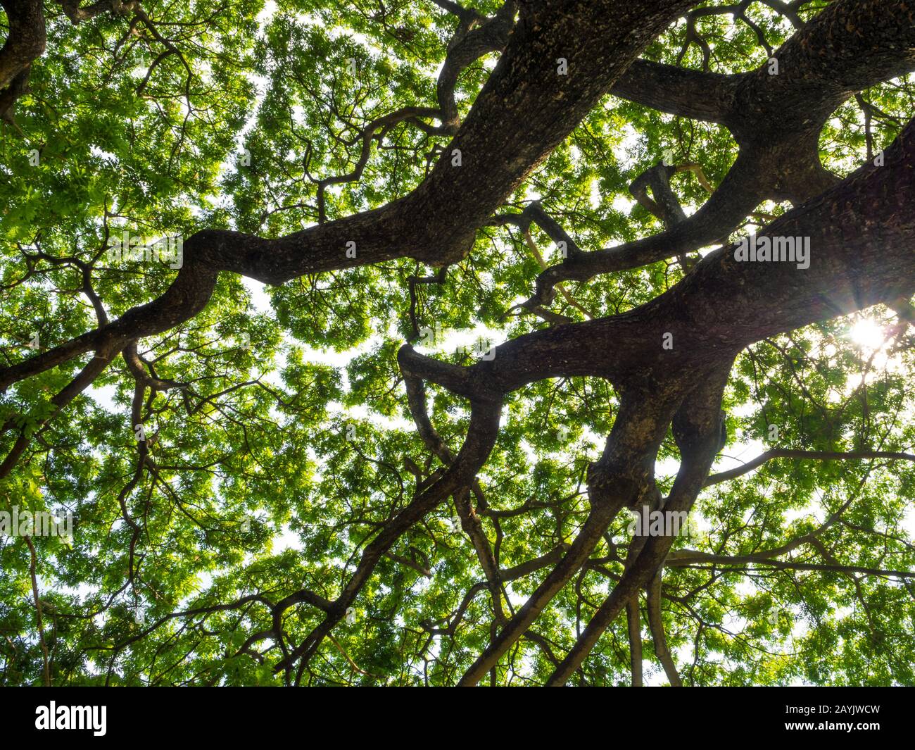 A Low Vantage Point to the sunlight sifting through the leaves of Rain ...