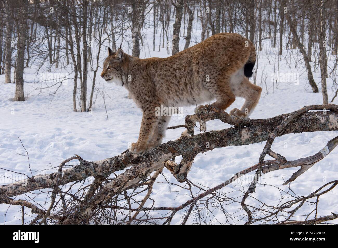 A Eurasian lynx (Lynx lynx) on a fallen tree at a wildlife park in ...