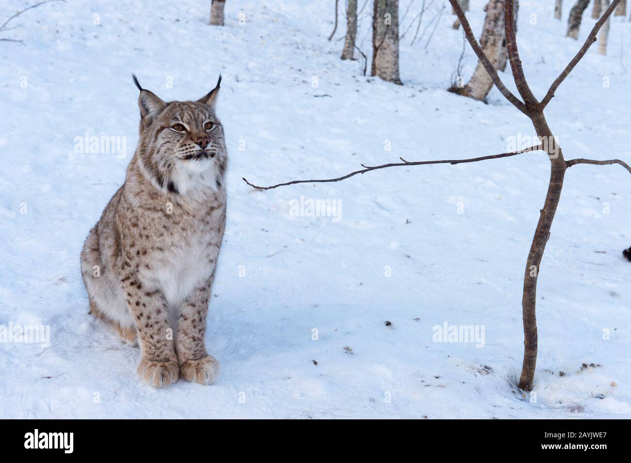 A Eurasian lynx (Lynx lynx) is sitting in the snow at a wildlife park ...