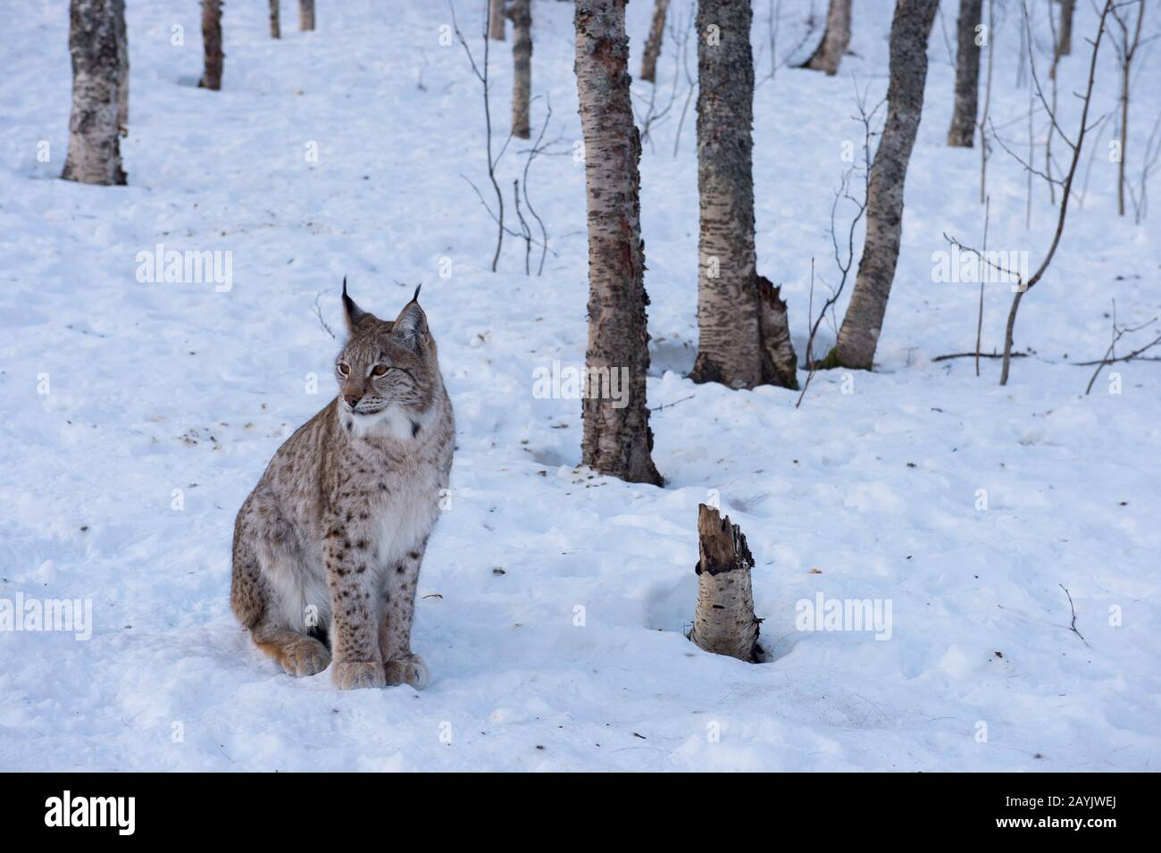 A Eurasian lynx (Lynx lynx) is sitting in the snow at a wildlife park ...