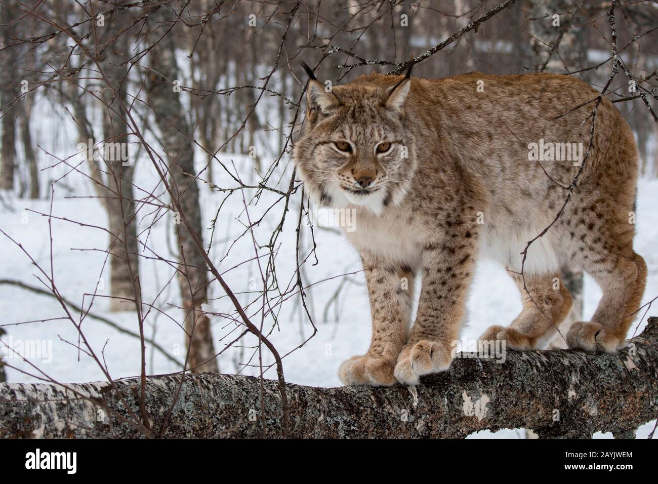 A Eurasian lynx (Lynx lynx) on a fallen tree at a wildlife park in ...