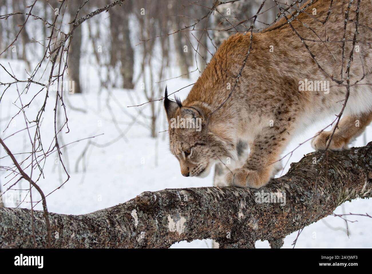 A Eurasian lynx (Lynx lynx) on a fallen tree at a wildlife park in ...