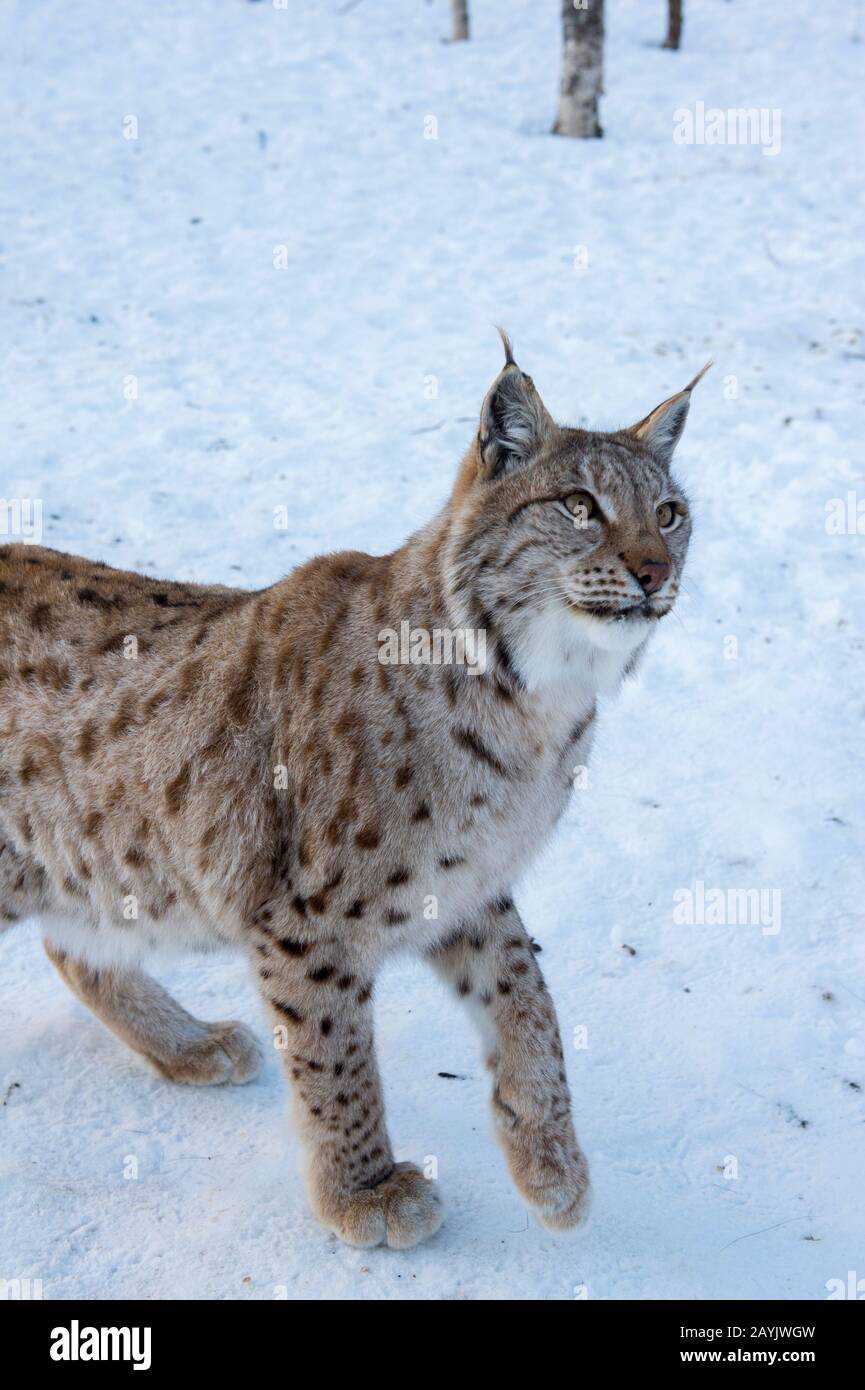 A Eurasian lynx (Lynx lynx) is walking in the snow at a wildlife park ...