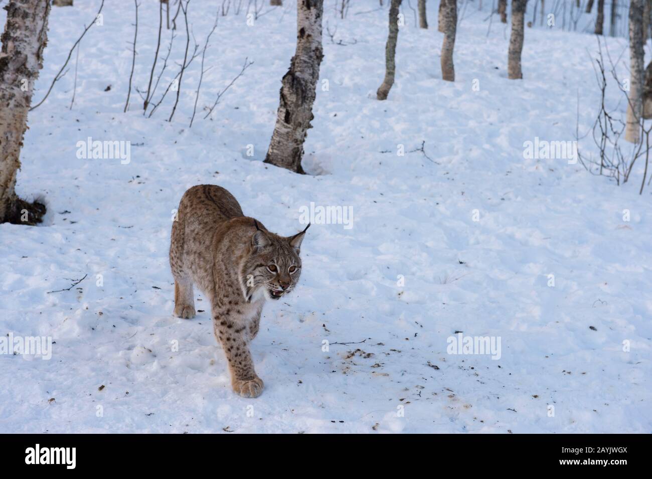 A Eurasian lynx (Lynx lynx) is walking in the snow at a wildlife park ...