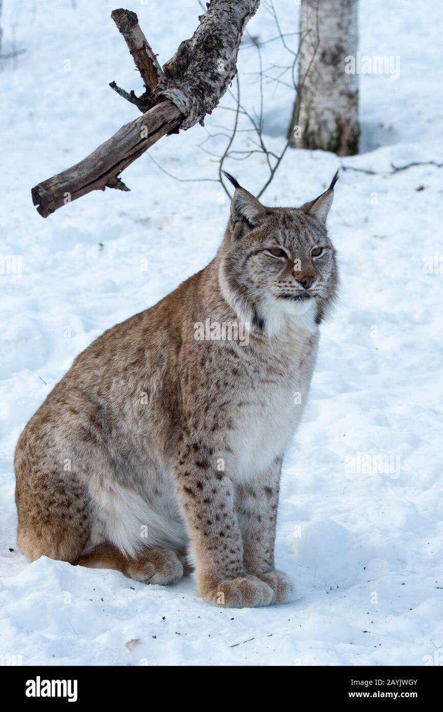 A Eurasian lynx (Lynx lynx) is sitting in the snow at a wildlife park ...