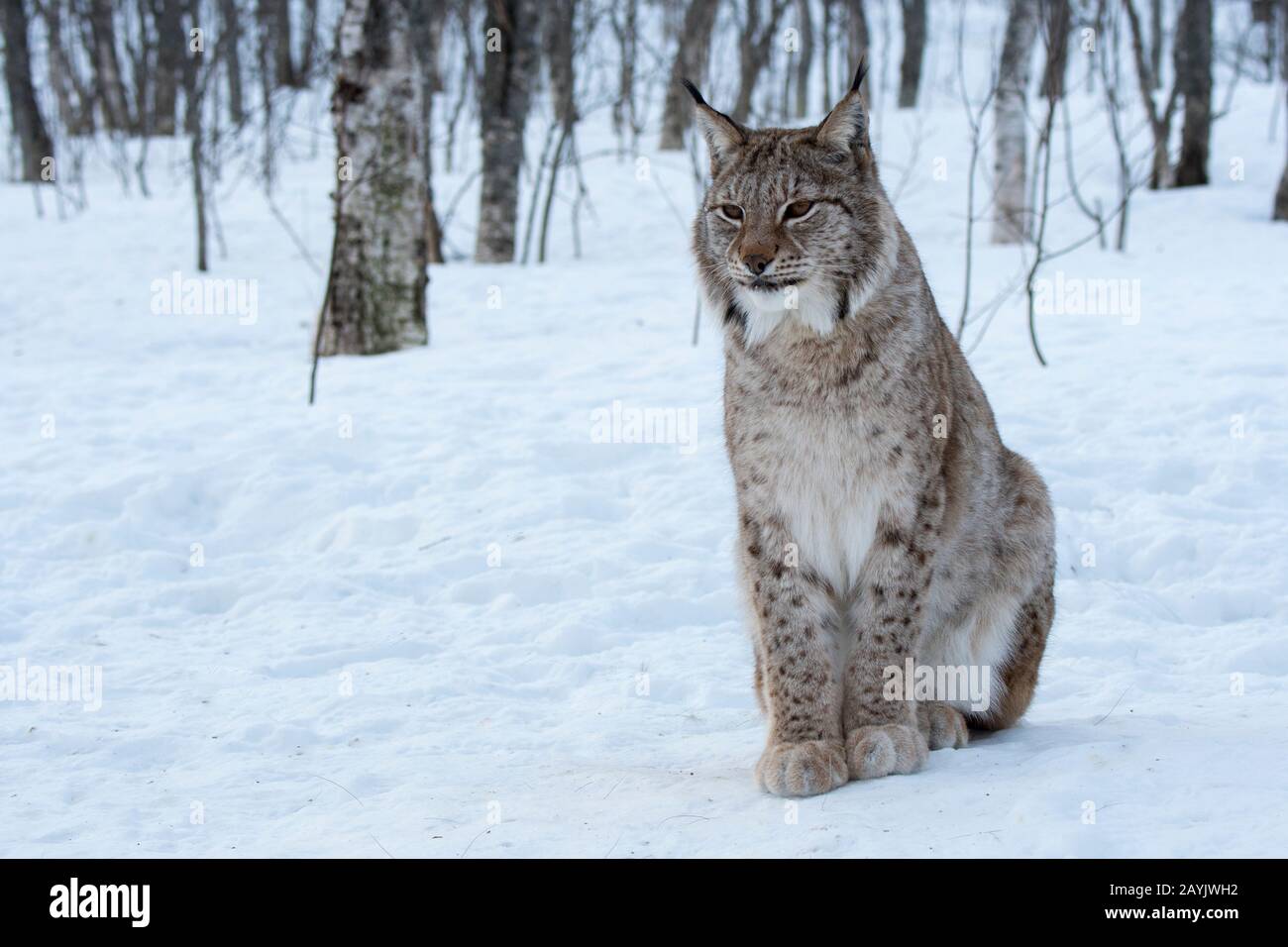 A Eurasian lynx (Lynx lynx) is sitting in the snow at a wildlife park ...