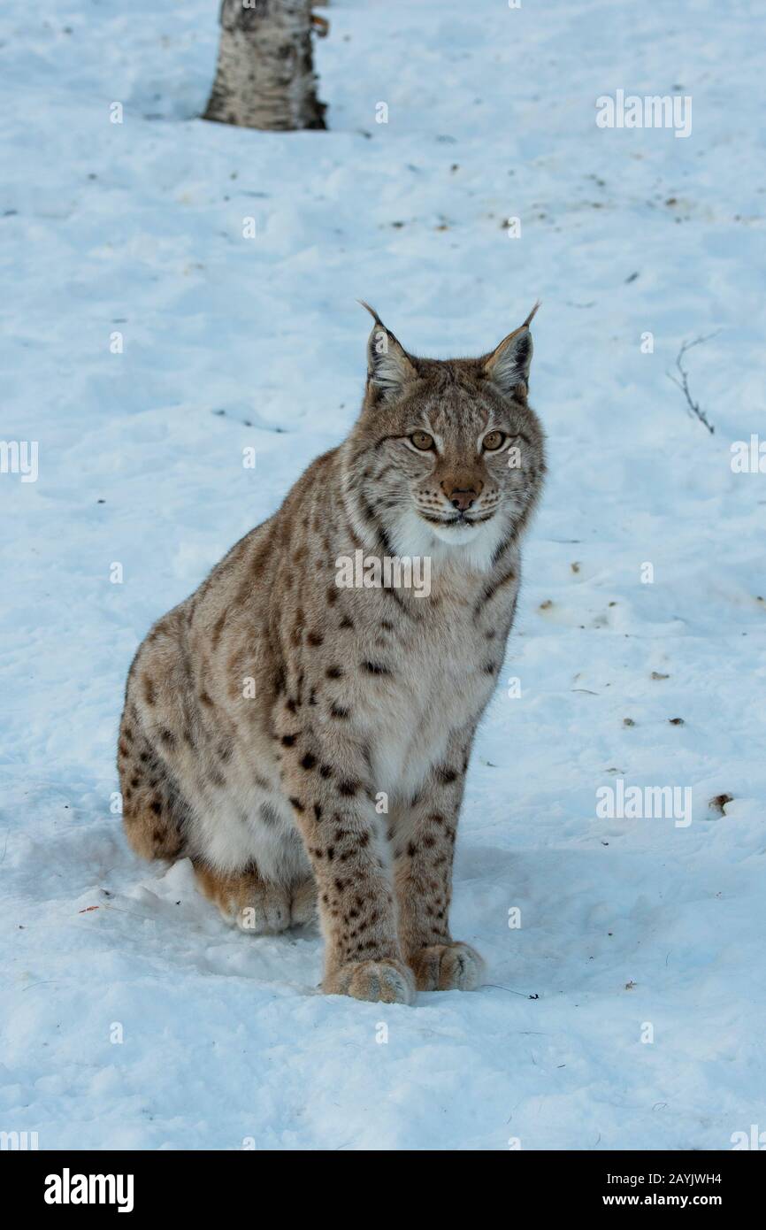 A Eurasian lynx (Lynx lynx) is sitting in the snow at a wildlife park ...