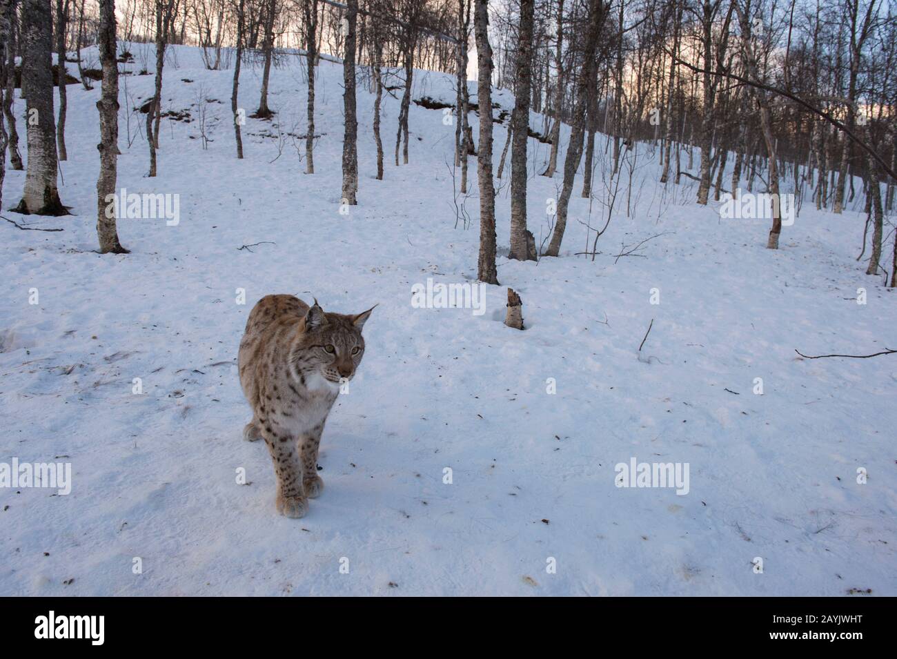 A Eurasian lynx (Lynx lynx) is walking in the snow at a wildlife park ...