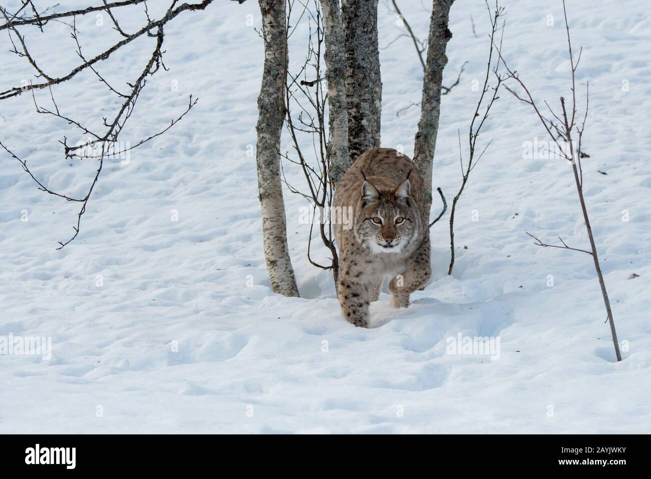 A Eurasian lynx (Lynx lynx) is walking in the snow at a wildlife park ...