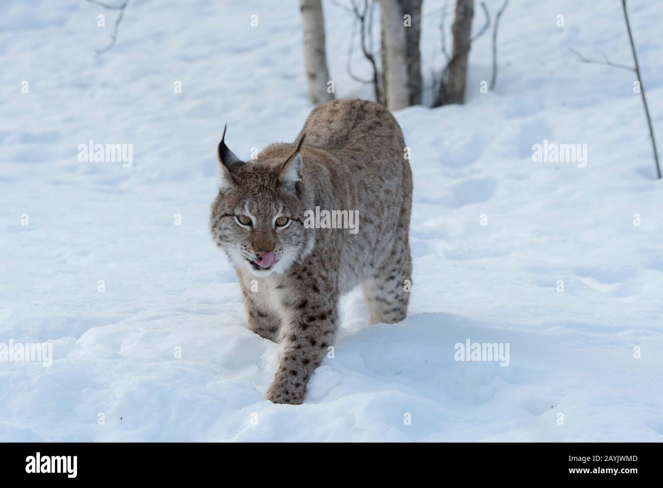 A Eurasian lynx (Lynx lynx) is walking in the snow at a wildlife park ...