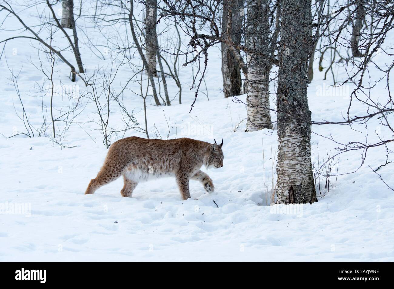 A Eurasian lynx (Lynx lynx) is walking in the snow at a wildlife park ...