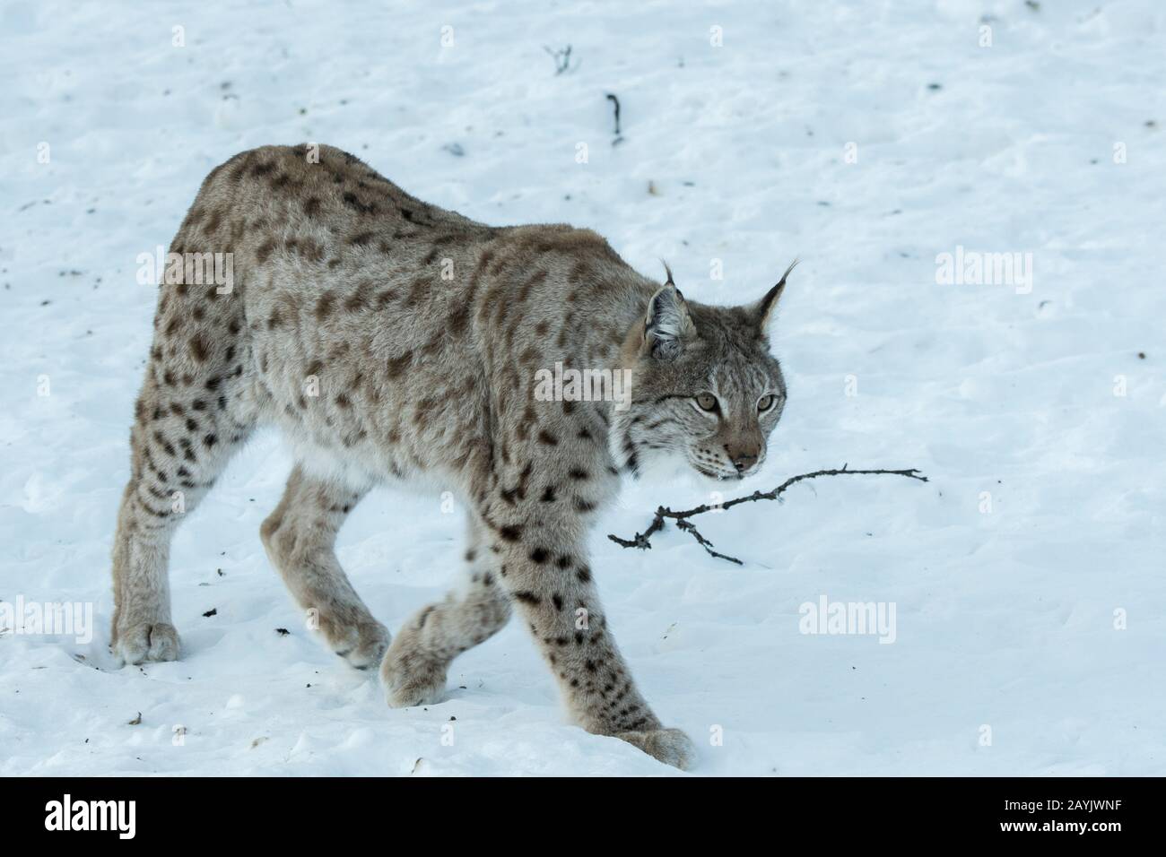 A Eurasian lynx (Lynx lynx) is walking in the snow at a wildlife park ...