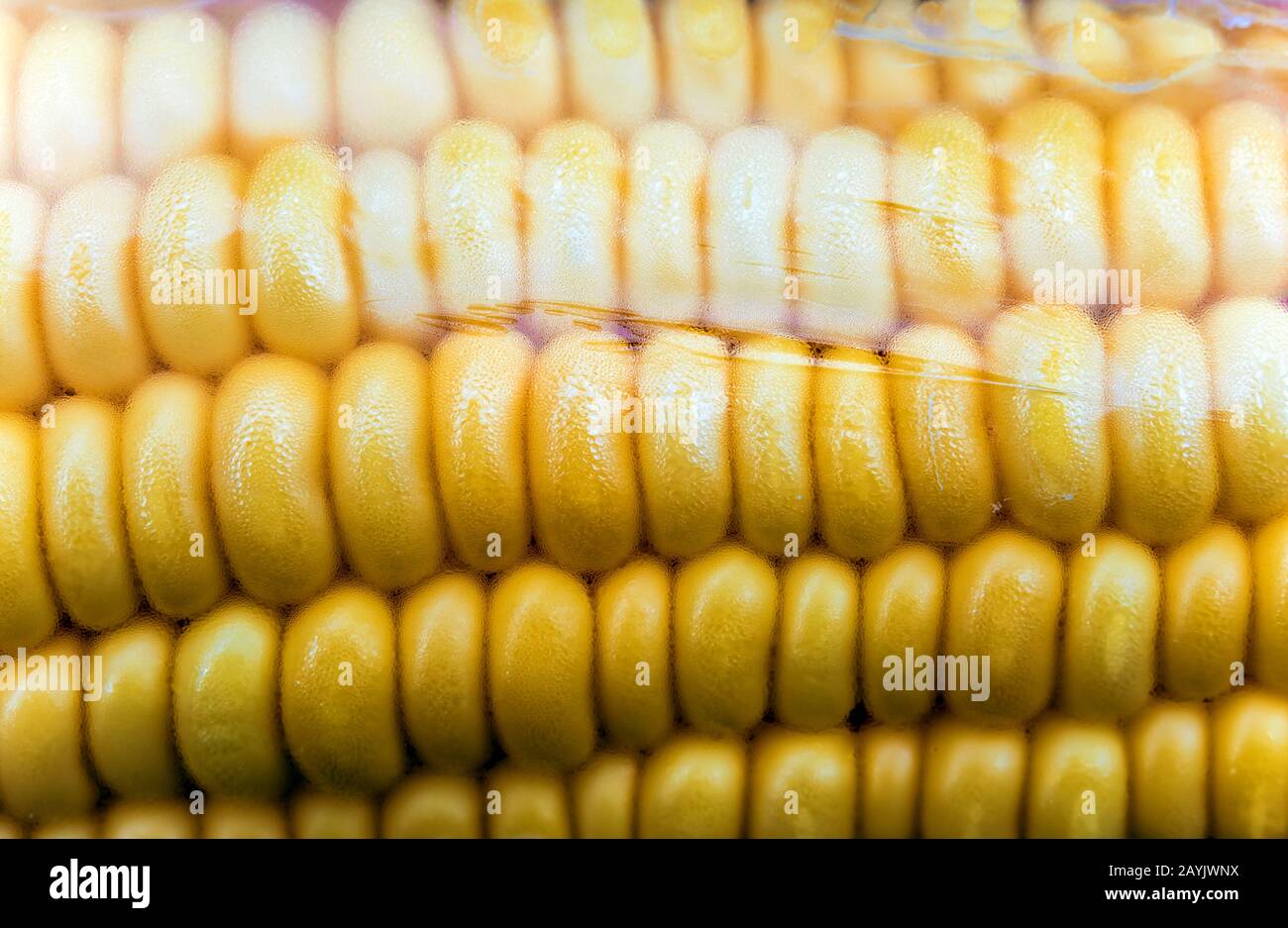 Sweetcorn plant plastic hi-res stock photography and images - Alamy