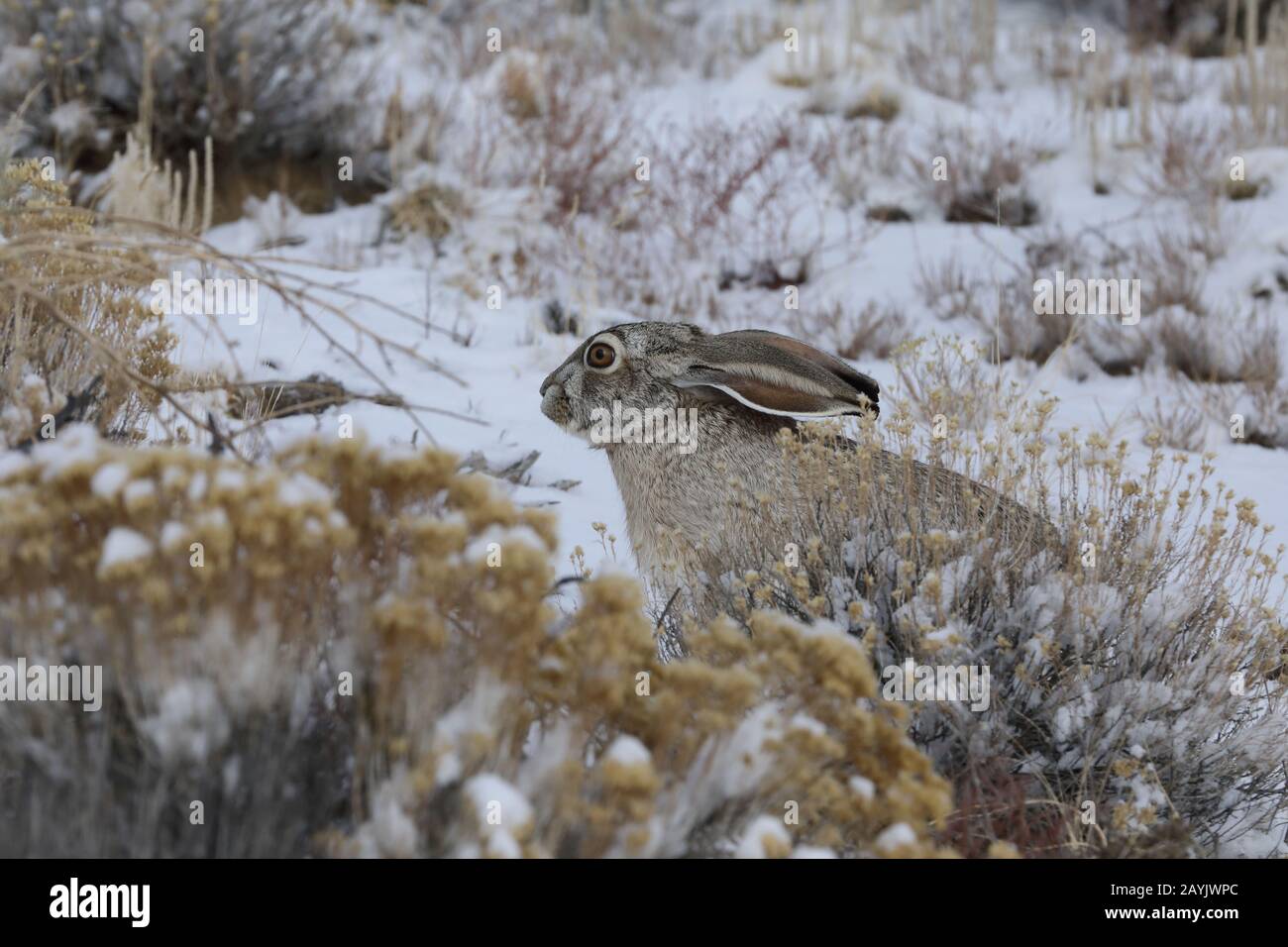 White tailed jackrabbit snow winter hi-res stock photography and images ...