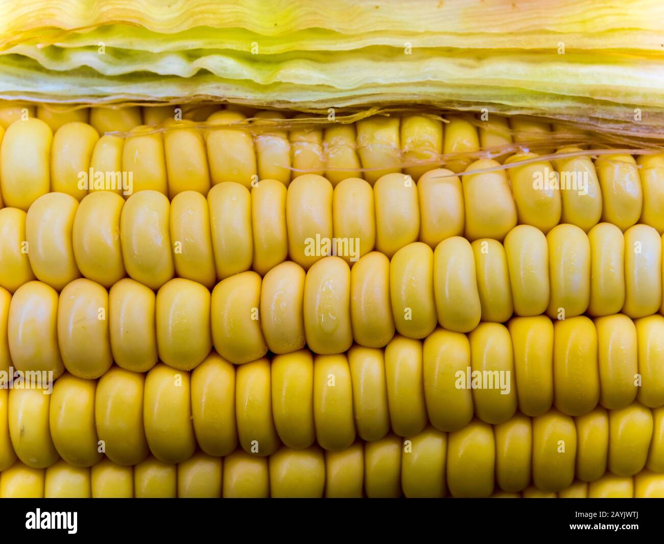 Texture of raw corn cob sweet maize Stock Photo - Alamy