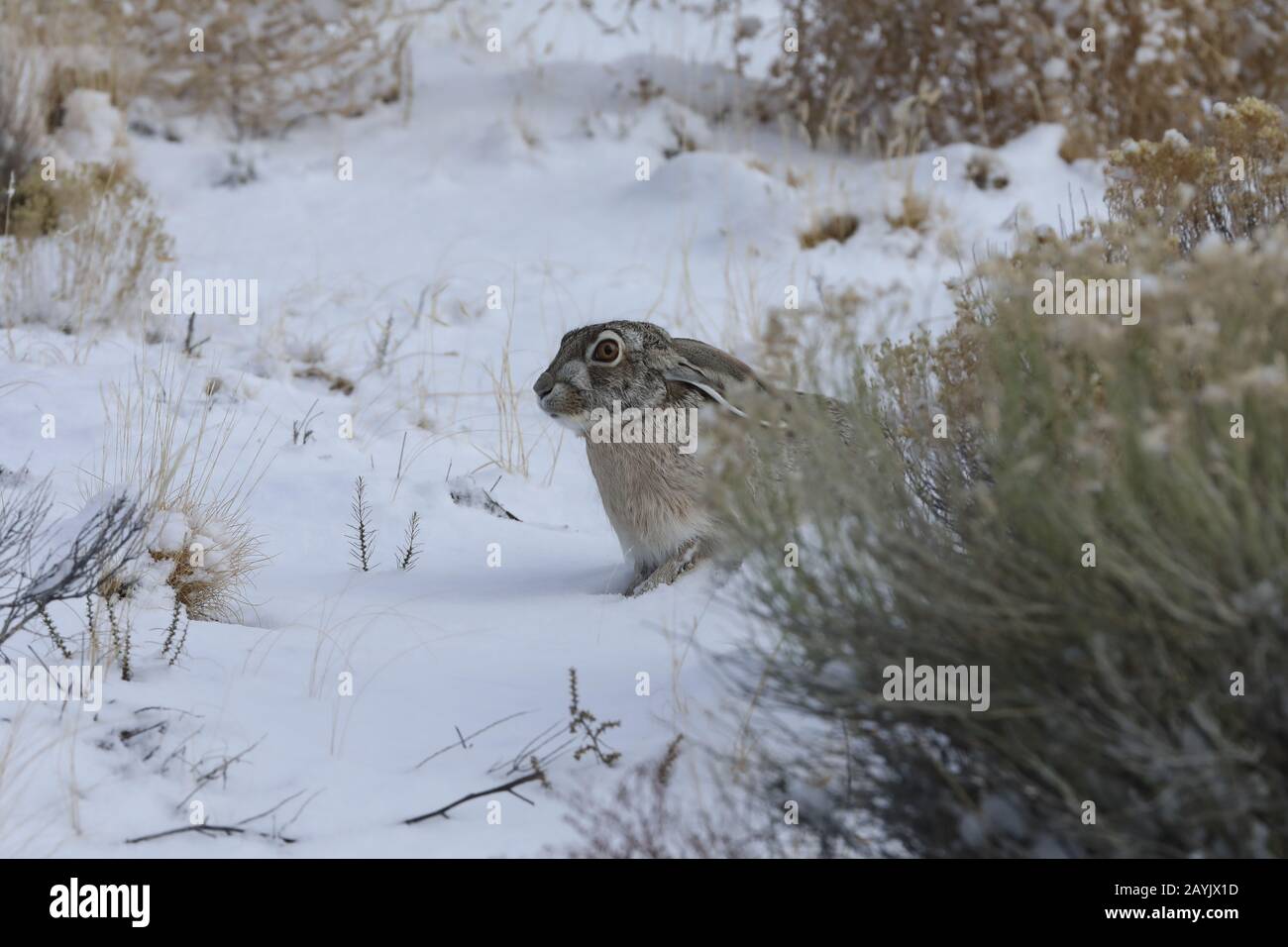 white-sided jackrabbit (Lepus callotis) in the snow, New Mexico USA ...