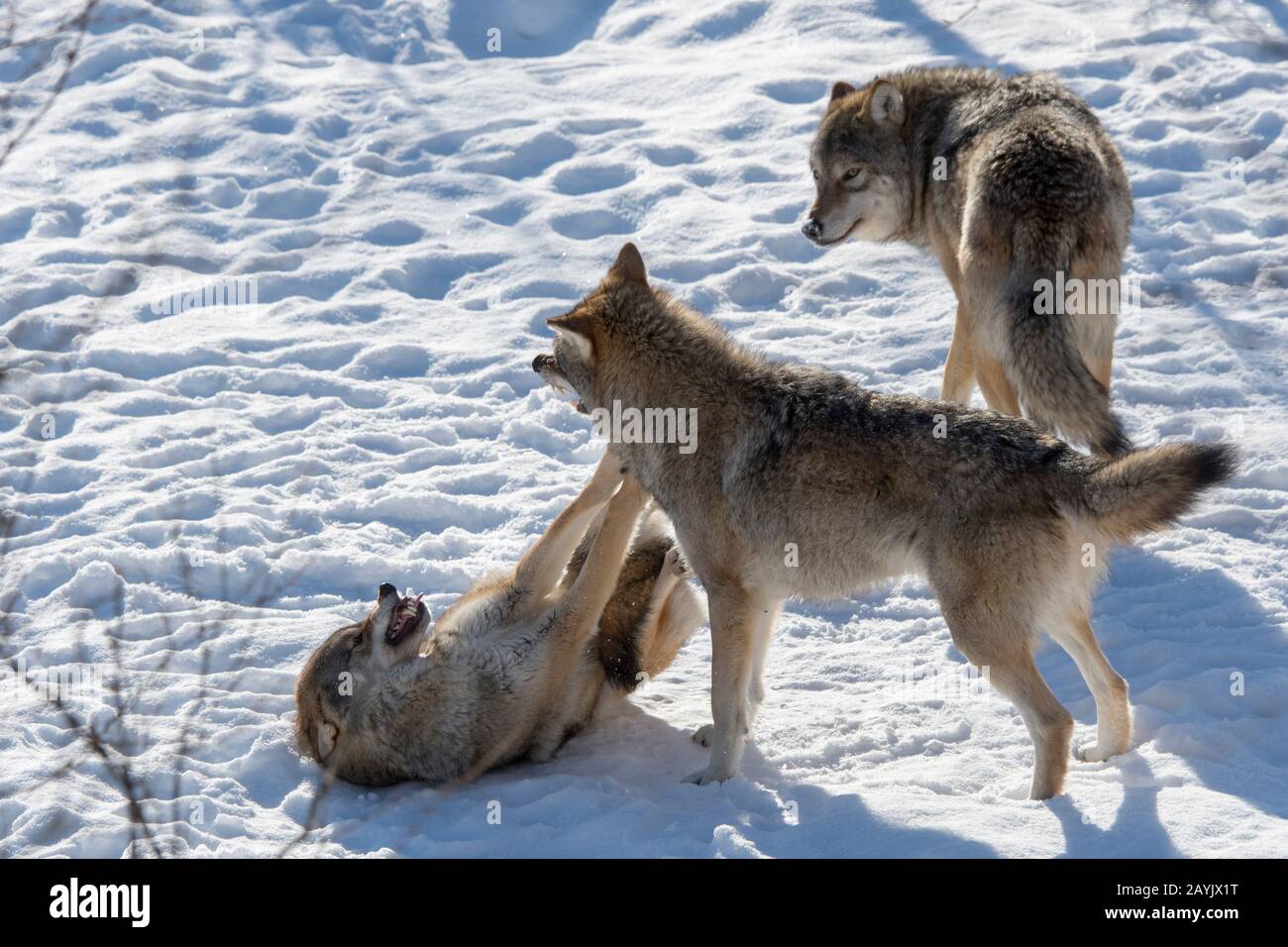 Wolves playing in snow hi-res stock photography and images - Alamy