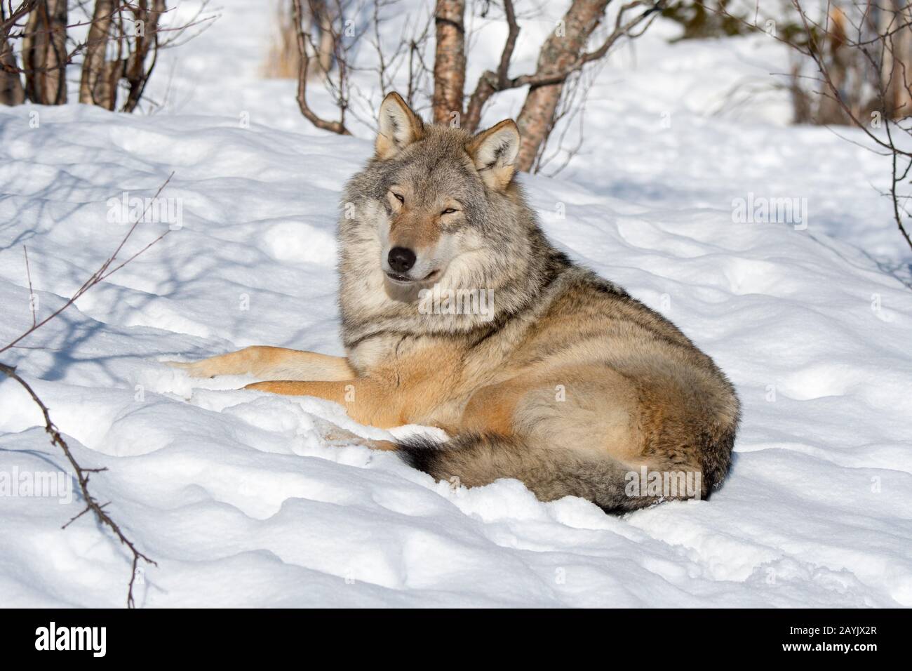 Gray wolf (Canis lupus) resting in the snow at a wildlife park in ...
