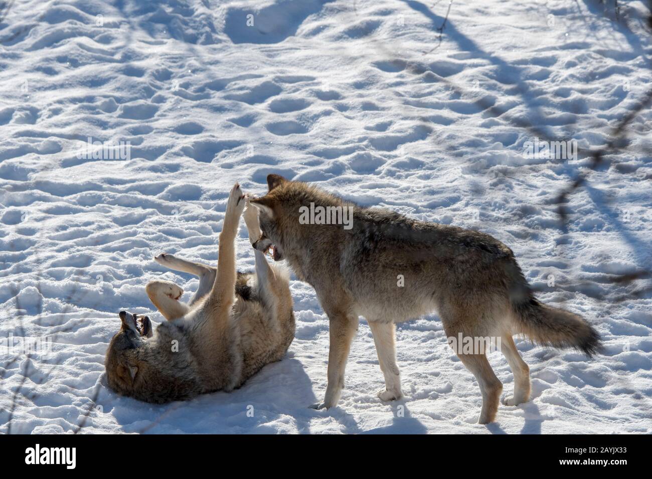 Gray wolves (Canis lupus) playing in the snow at a wildlife park in ...