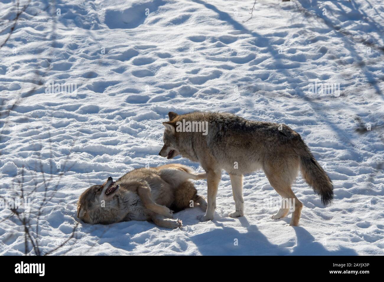 Gray wolves (Canis lupus) playing in the snow at a wildlife park in ...