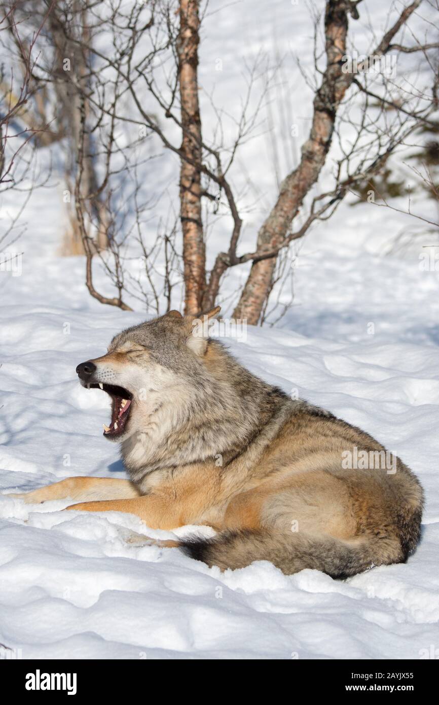 Gray wolf (Canis lupus) resting (yawning) in the snow at a wildlife ...