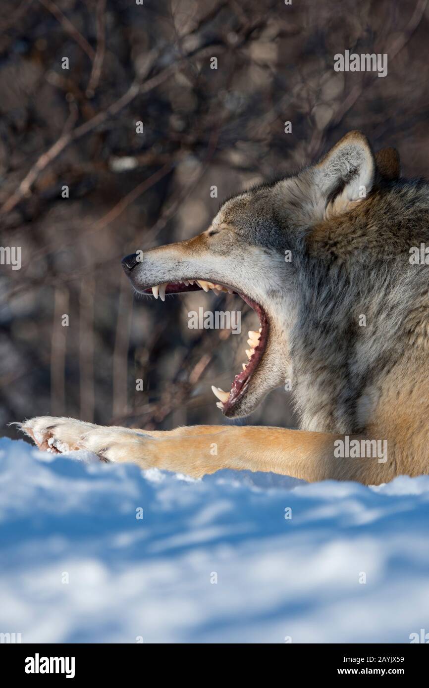 Gray wolf (Canis lupus) resting (yawning) in the snow at a wildlife ...