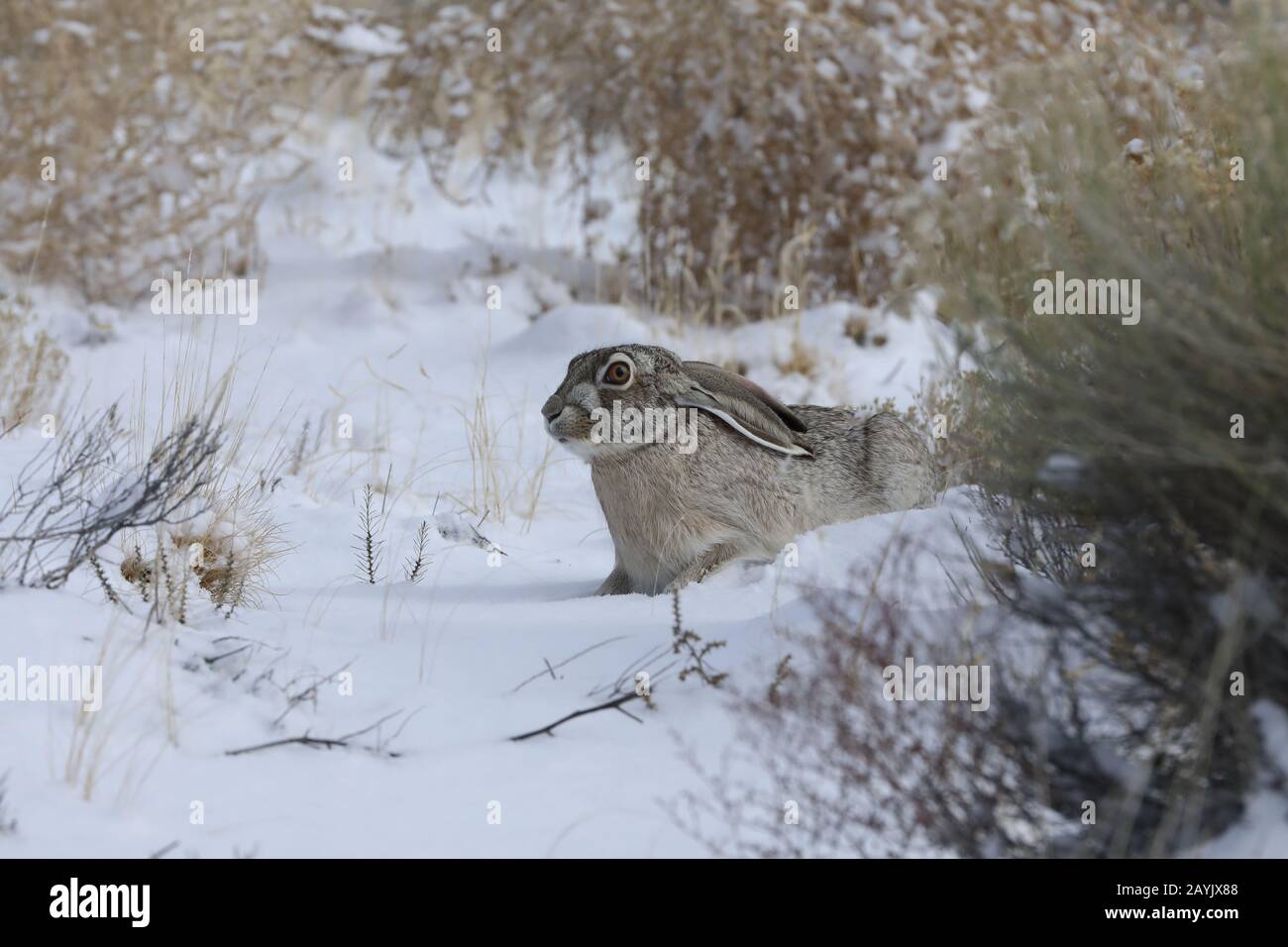 White tailed jackrabbit snow winter hi-res stock photography and images ...