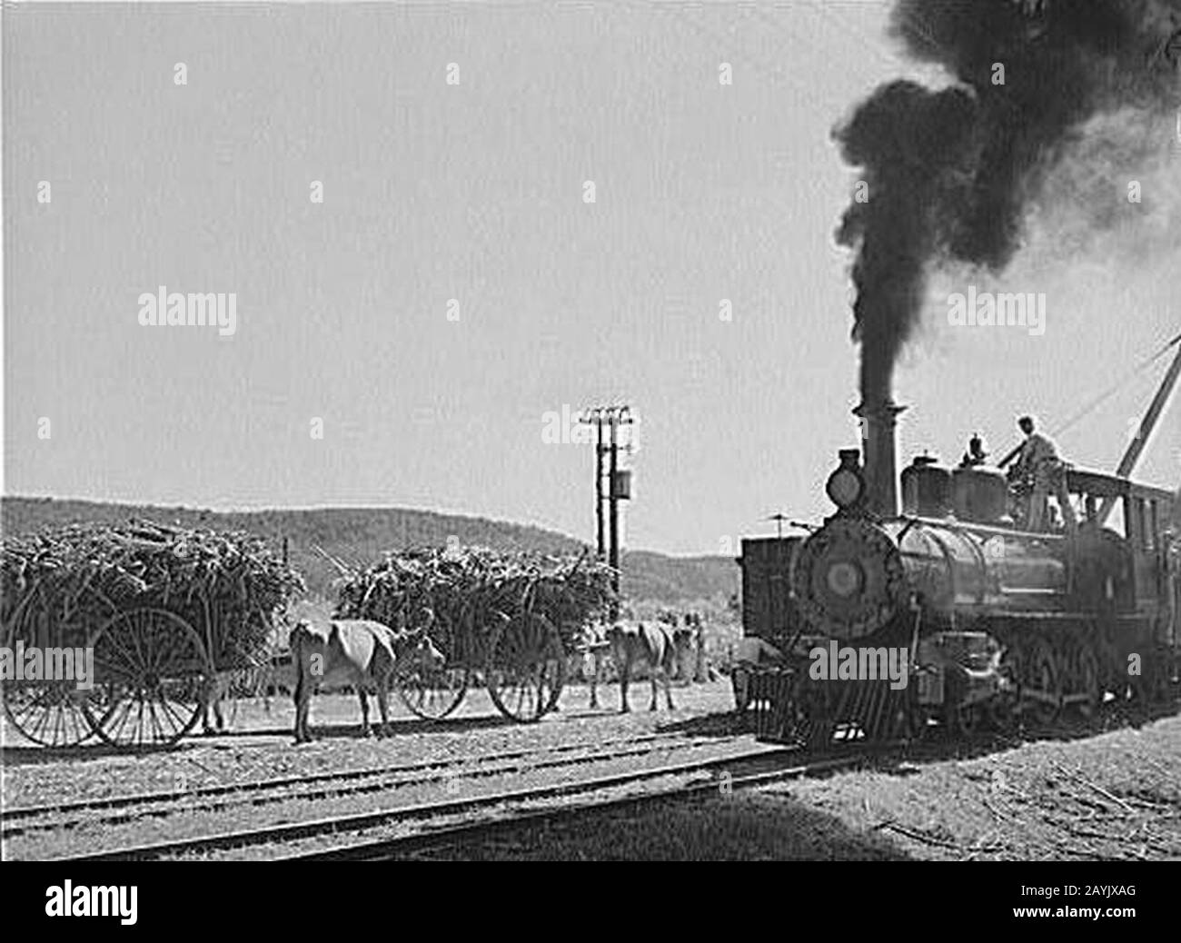 Cane train Black and White Stock Photos & Images - Alamy