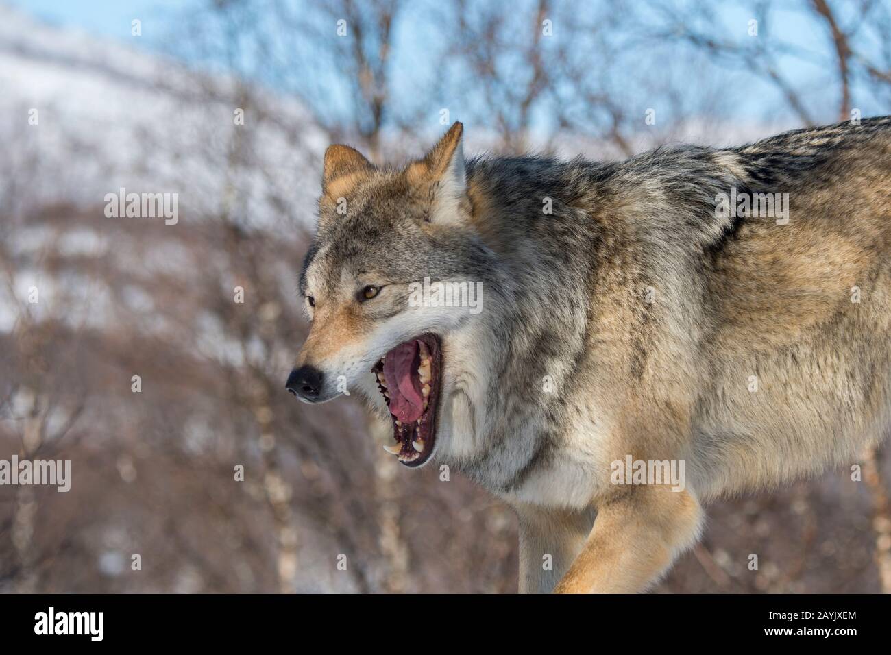 Close-up of a Gray wolf (Canis lupus) yawning at a wildlife park in ...