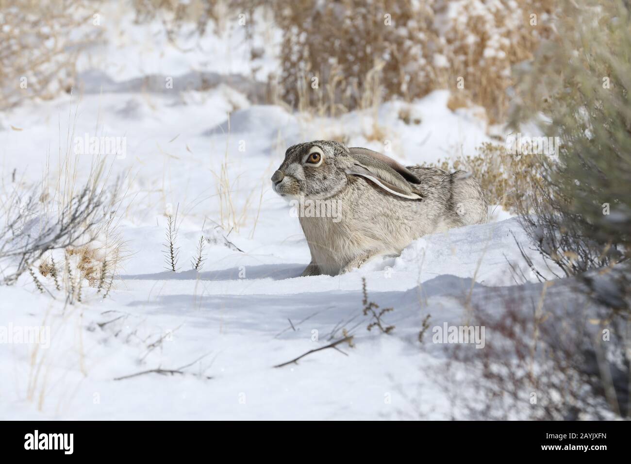White tailed jackrabbit snow winter hi-res stock photography and images ...
