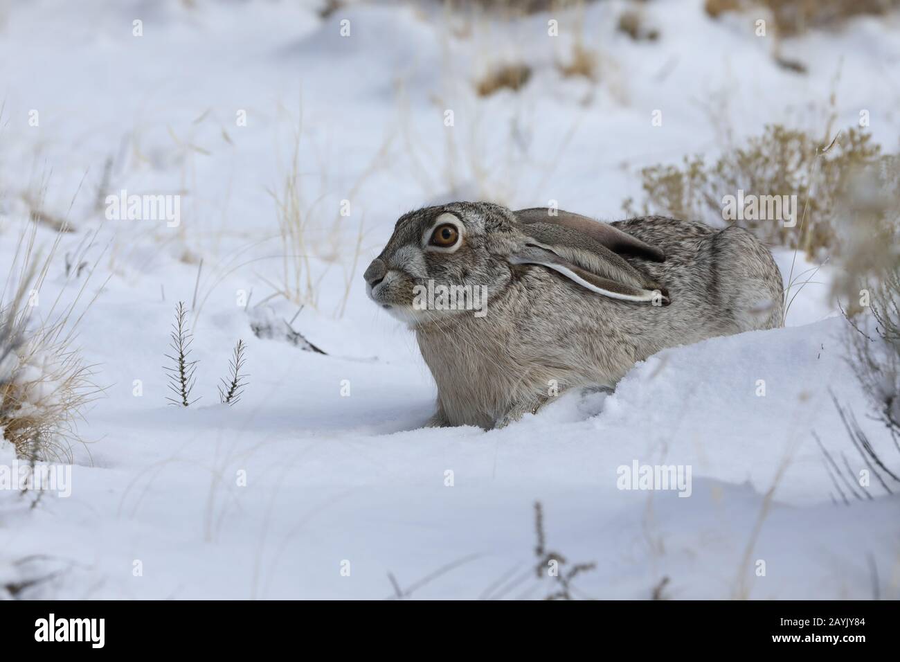white-sided jackrabbit (Lepus callotis) in the snow, New Mexico USA ...