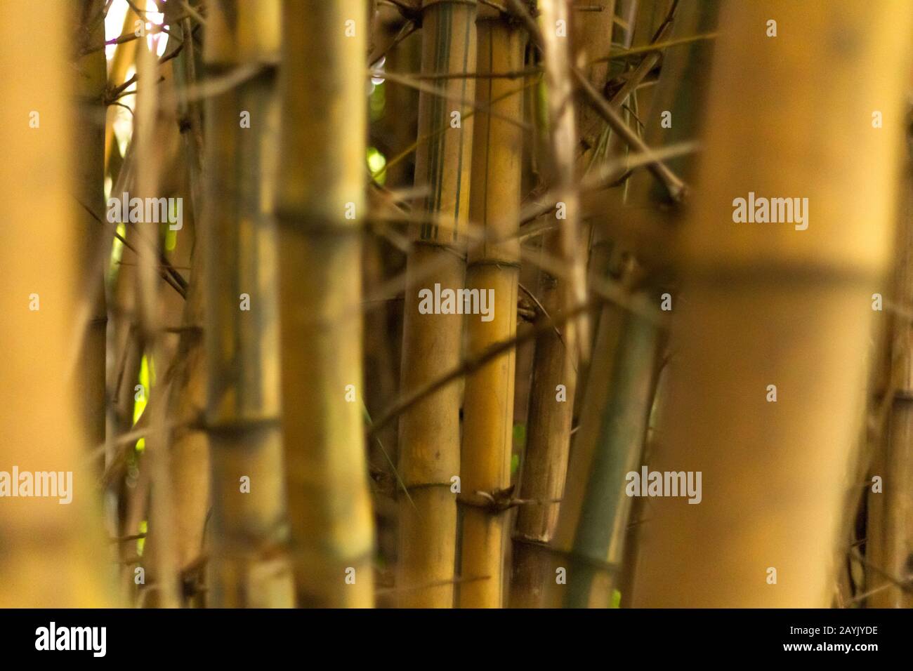 Yellow bamboo forest background Stock Photo - Alamy