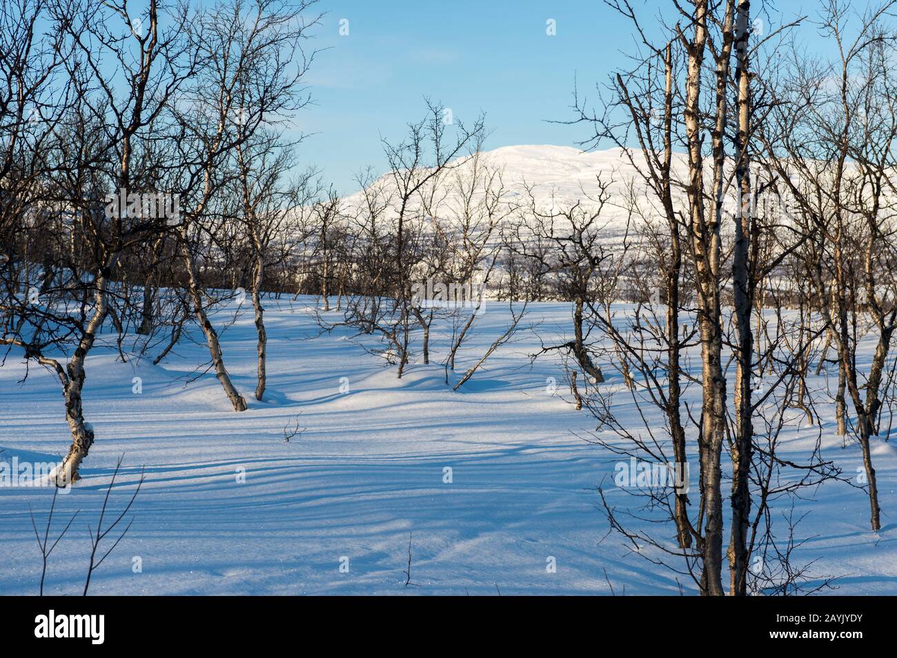 Birch forest in the snow near Bjorkliden in Swedish Lapland; northern ...