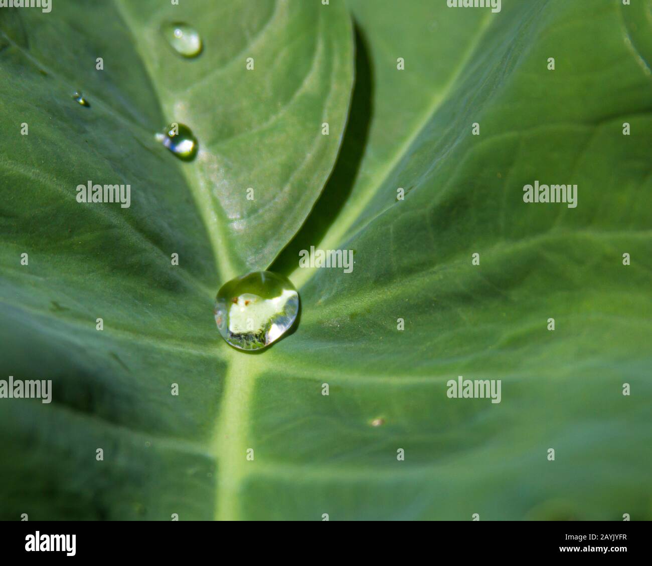 Xanthosoma is a genus of flowering plants in the arum family, Araceae ...