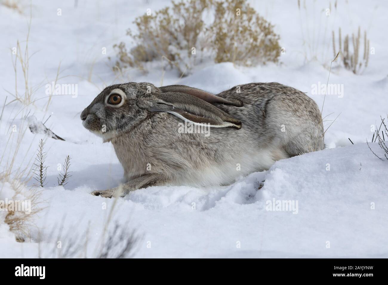 Lepus alleni hi-res stock photography and images - Alamy