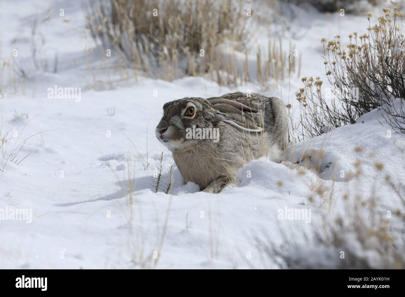 White tailed jackrabbit snow winter hi-res stock photography and images ...