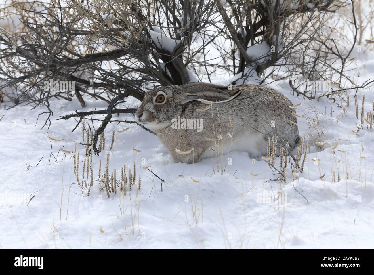 Antelope jackrabbit hi-res stock photography and images - Alamy