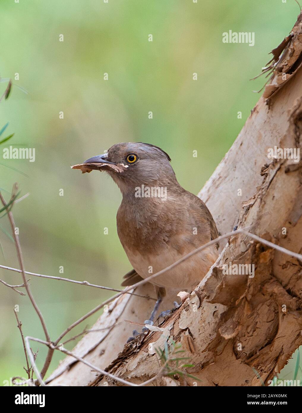 Crested Bellbird (Oreoica gutturalis) with nesting material in its beak ...