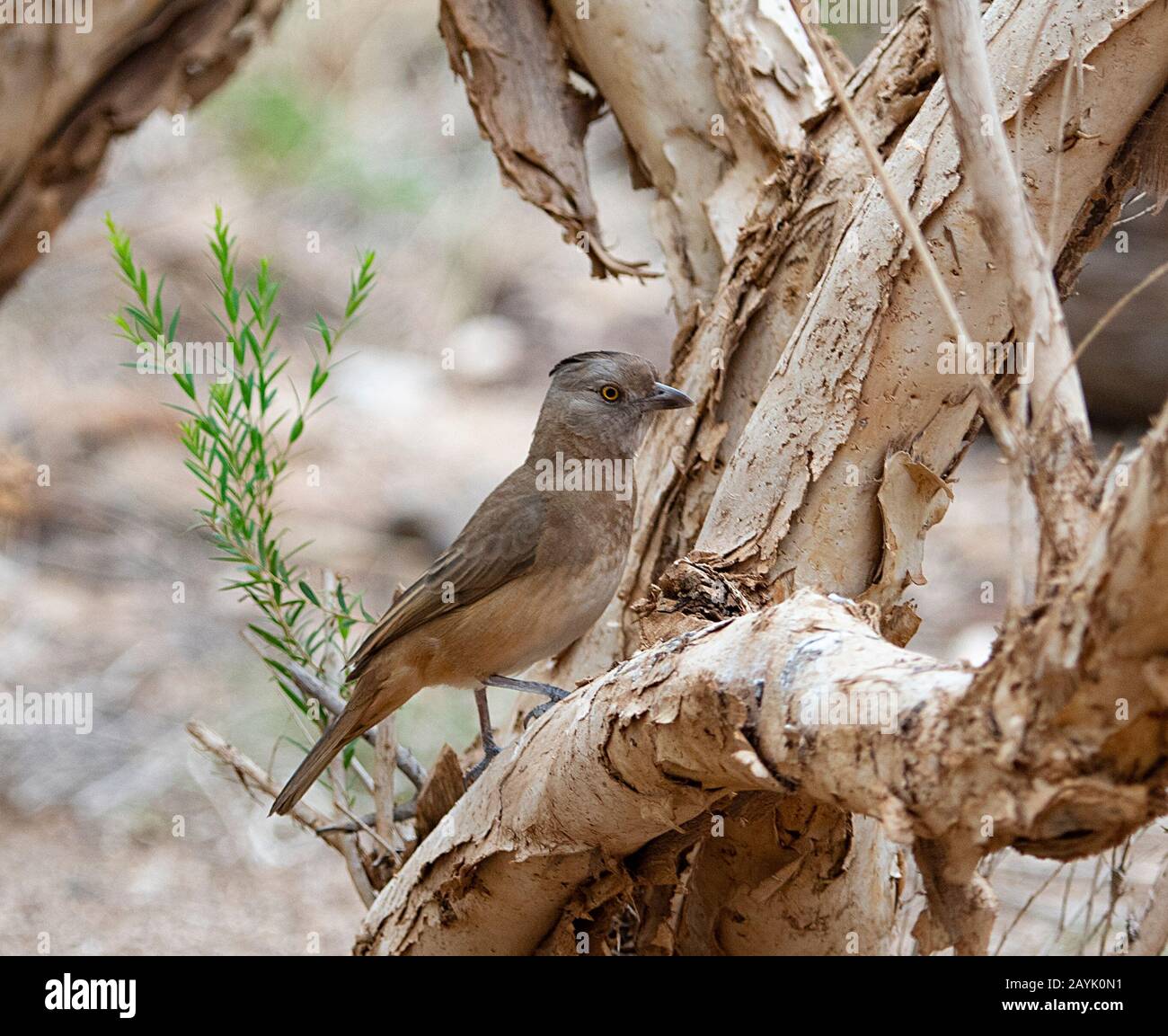 Crested bellbird hi-res stock photography and images - Alamy